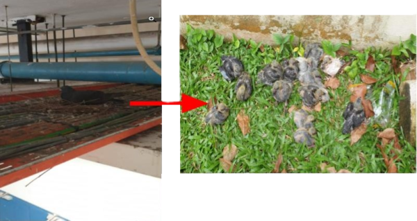 Signs of Infestation - Bird Management