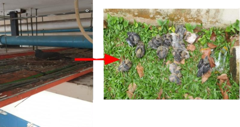 Signs of Infestation - Bird Management