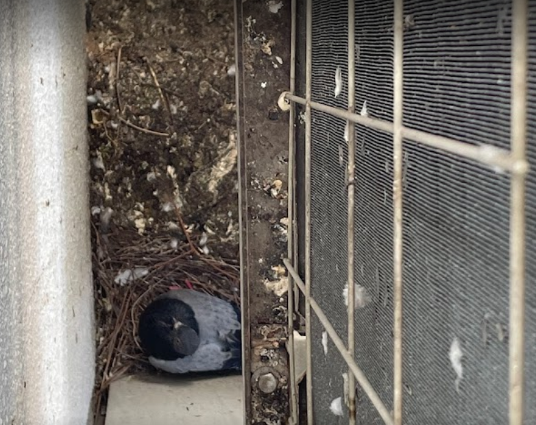 Gallery - Bird Management