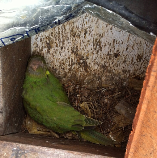 Projects - Bird Management