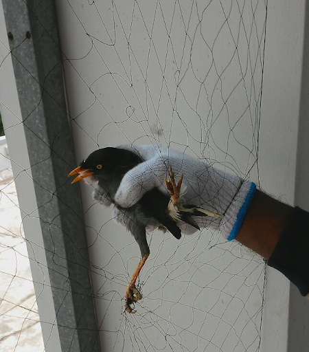 Bird Proofing - Bird Management