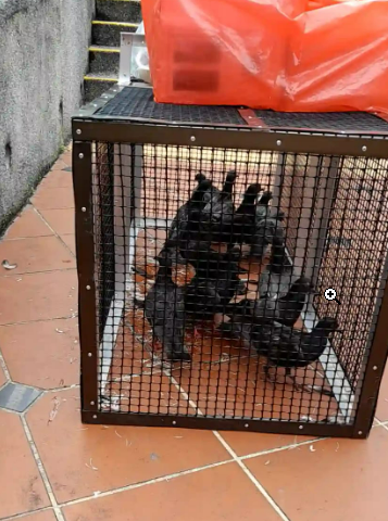 Projects - Bird Management