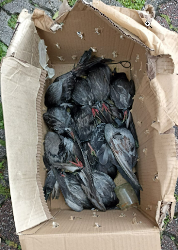 Projects - Bird Management