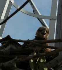 Services - Bird Management