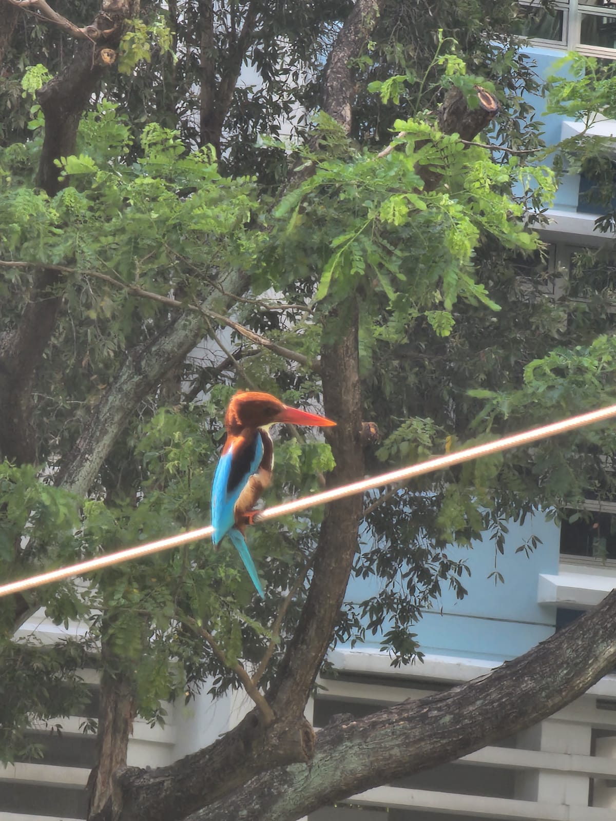 Gallery - Bird Management