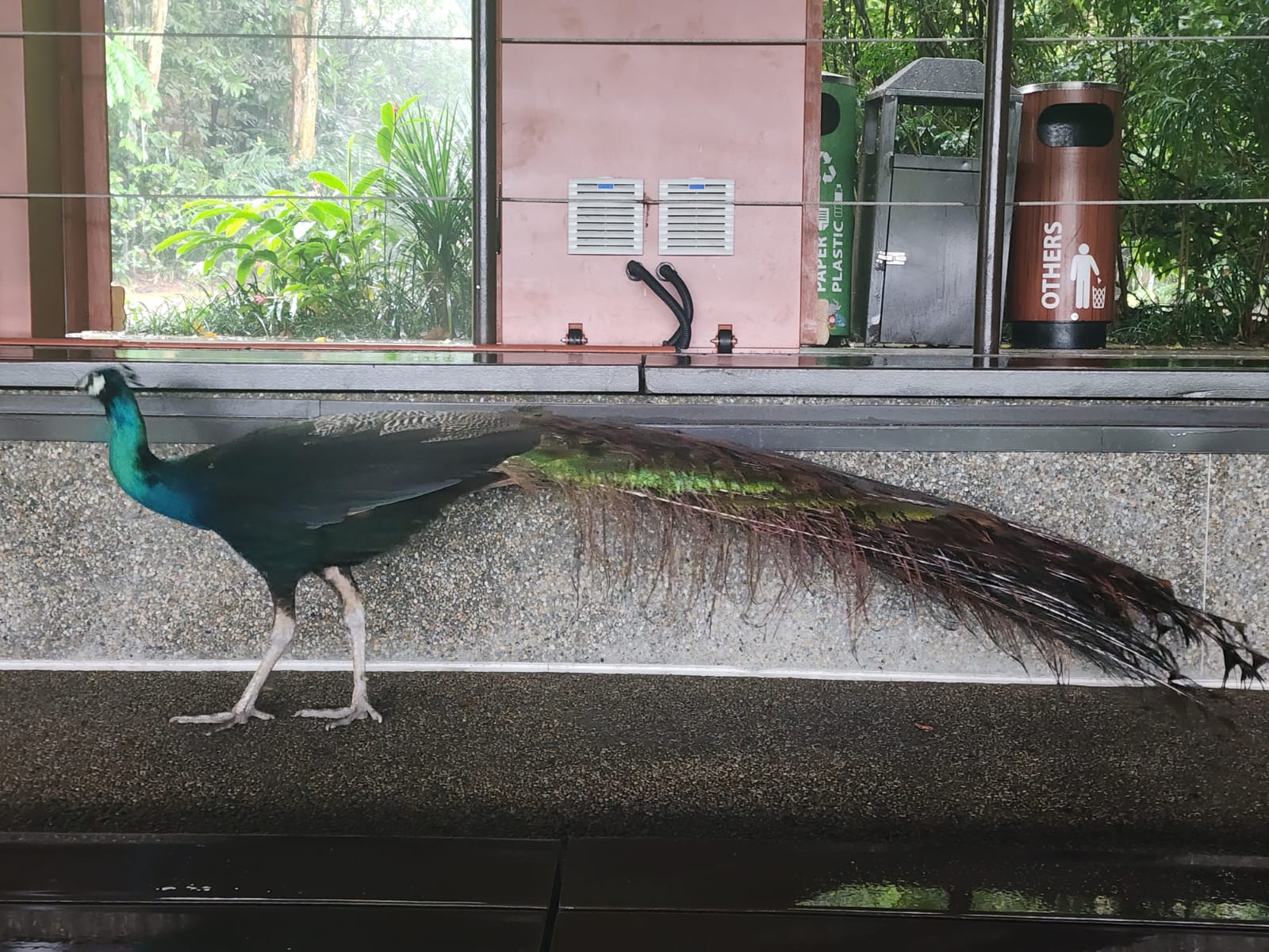 Gallery - Bird Management