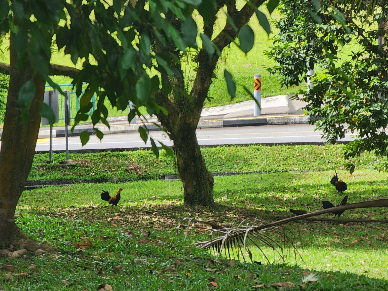 Gallery - Bird Management