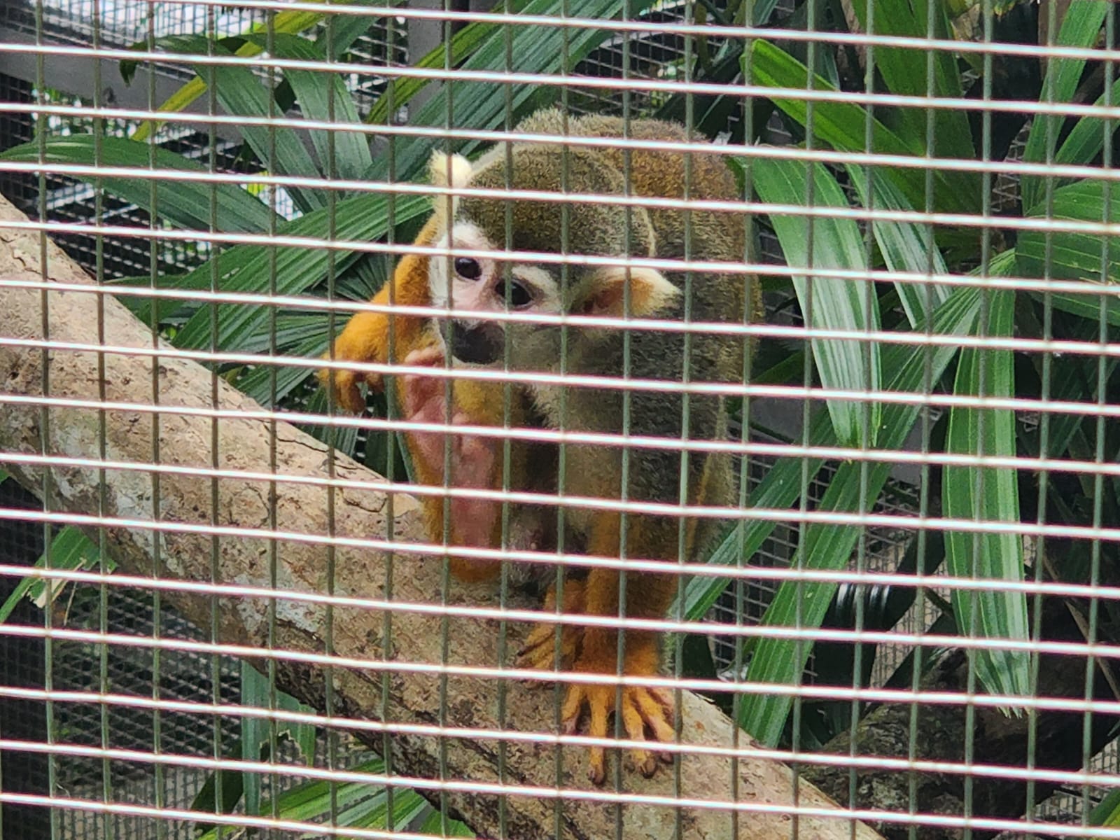 Gallery - Bird Management