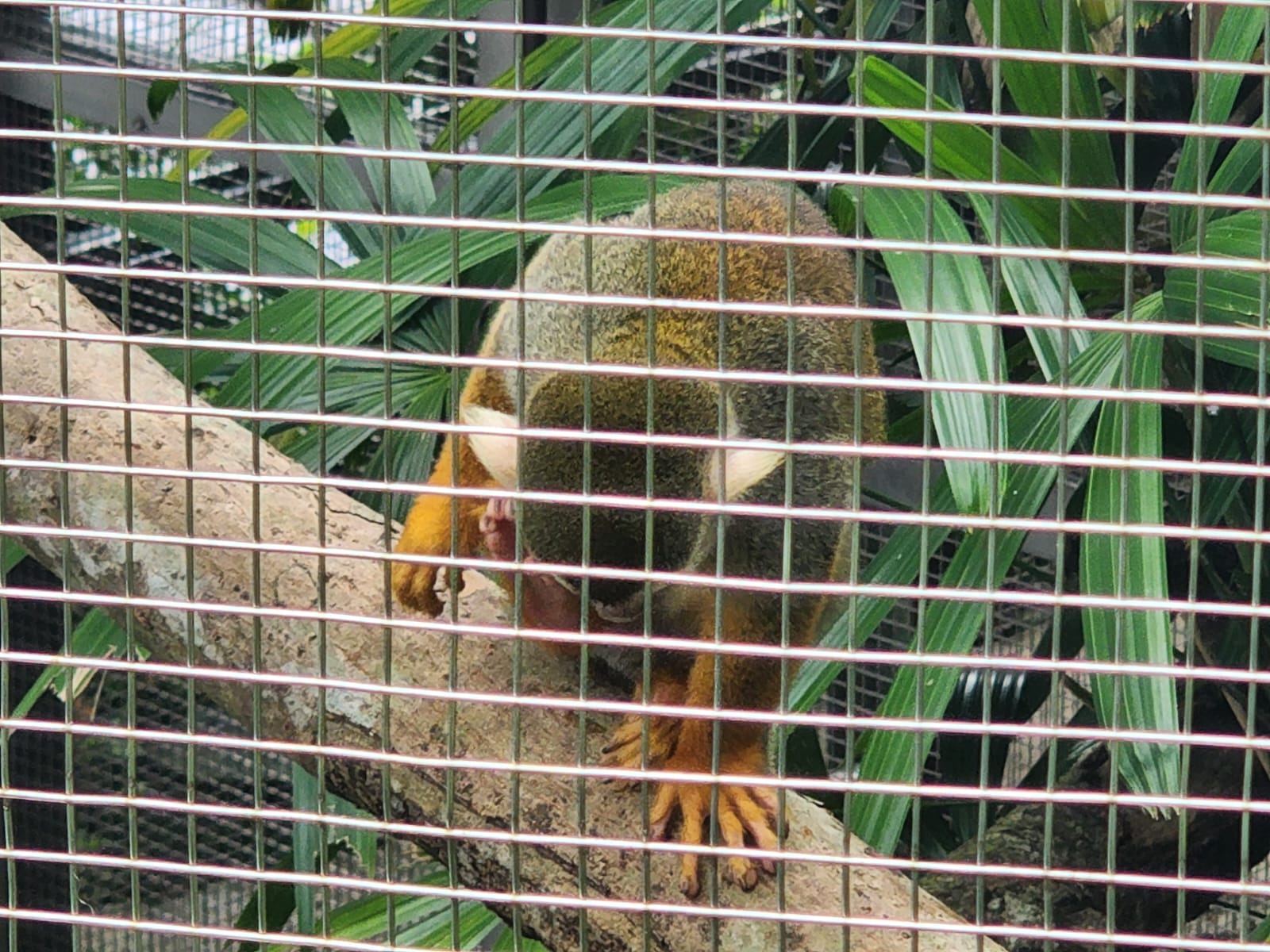 Gallery - Bird Management