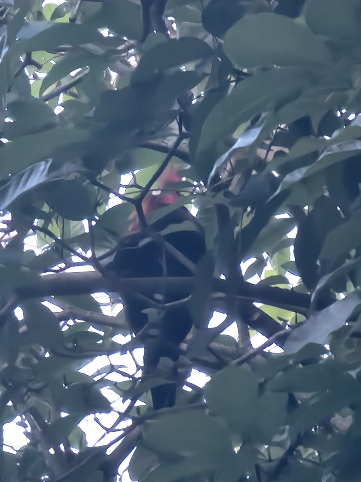 Gallery - Bird Management