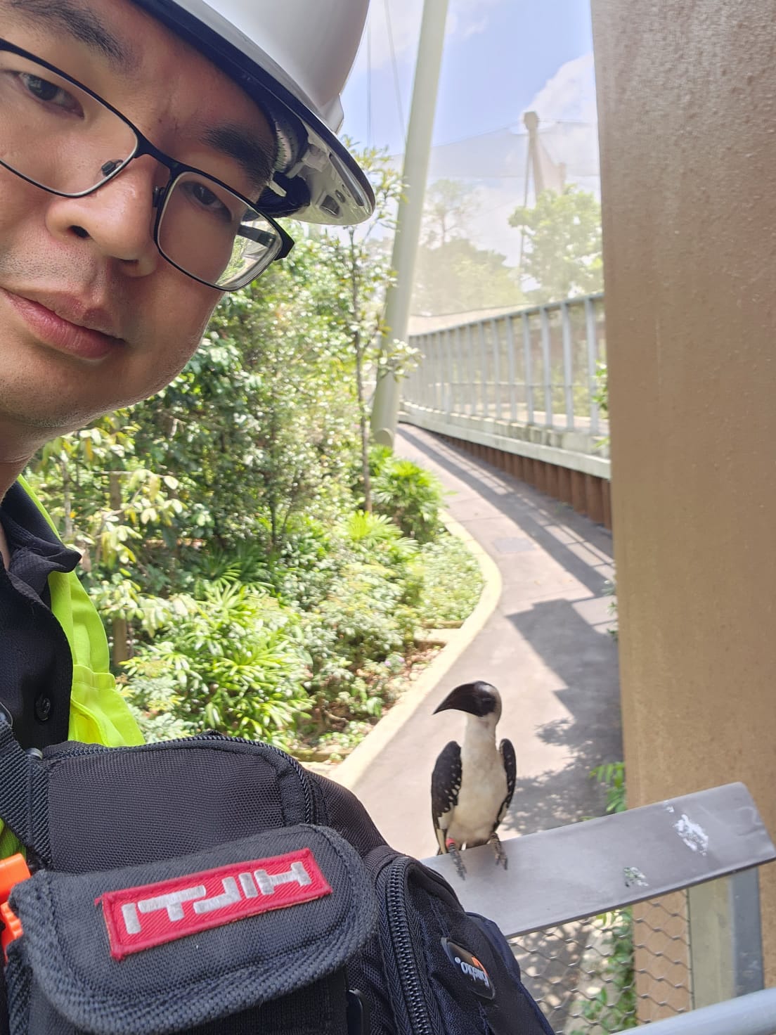 Gallery - Bird Management