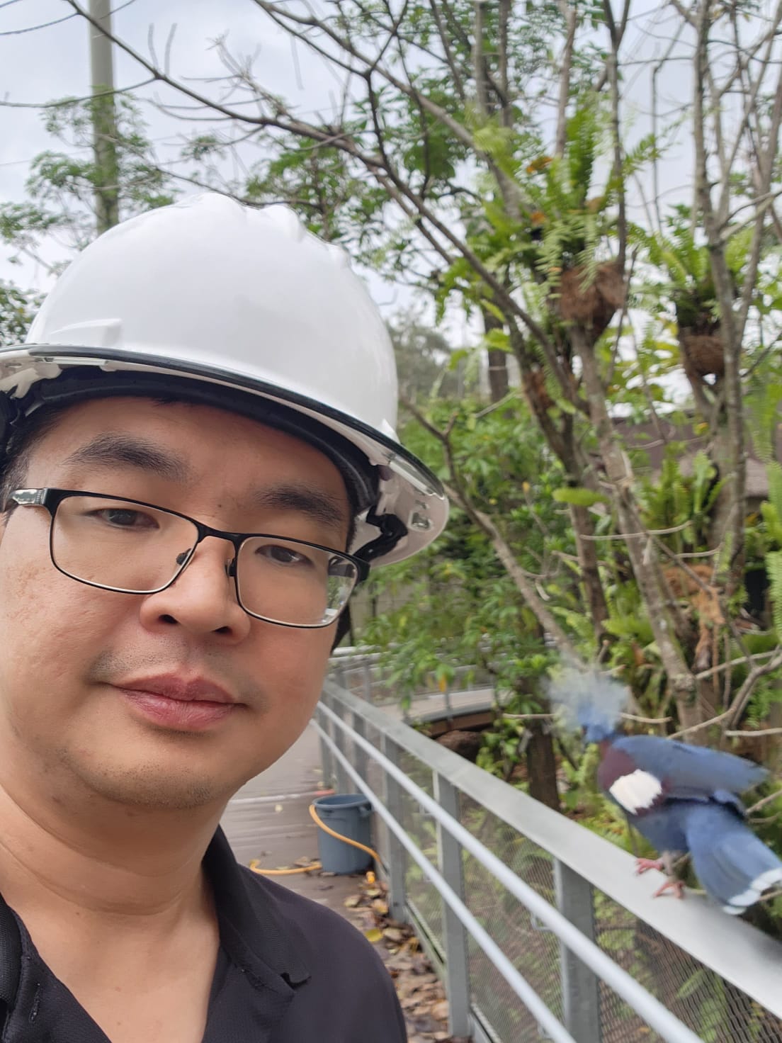 Gallery - Bird Management