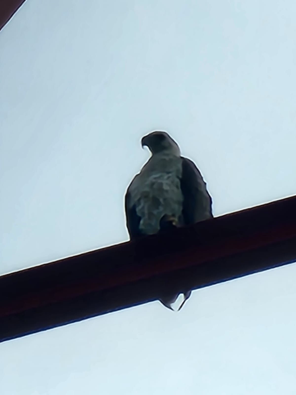 Gallery - Bird Management